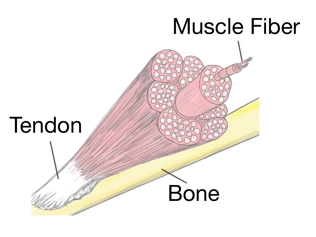 Tendon Tissue Diagram
