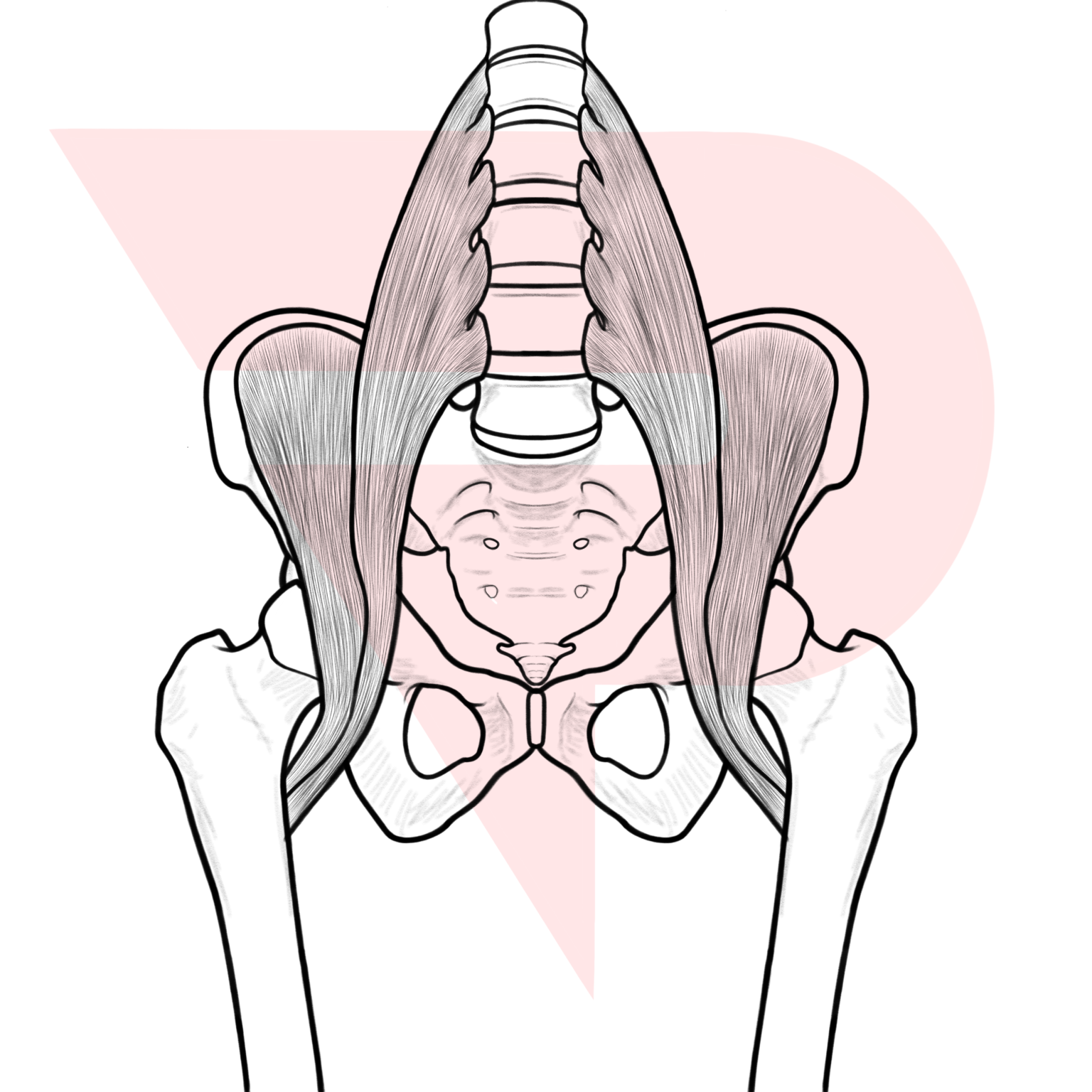 Musles-Iliacus-and-Psoas - Prehab Exercises